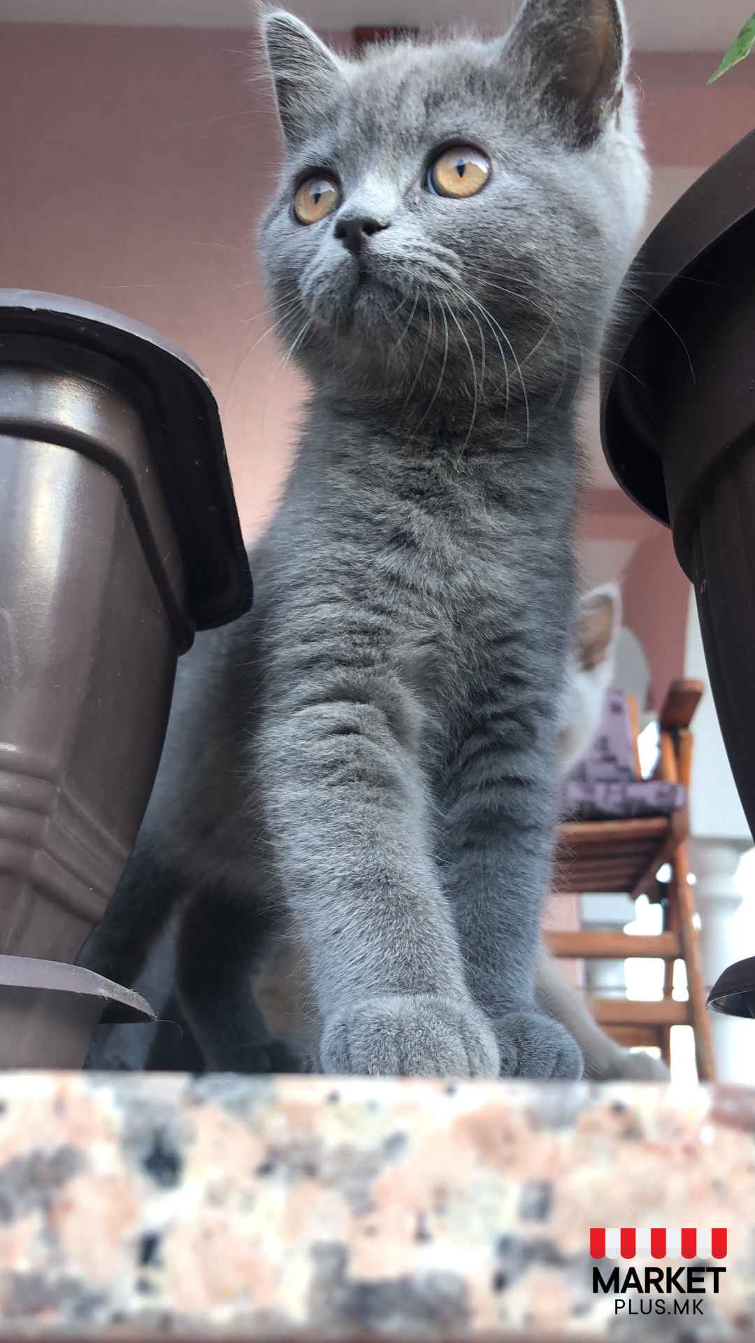 British shorthair | marketplus.mk